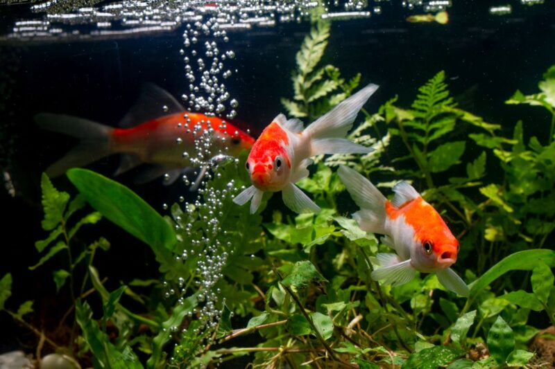 GOLD FISH - Chibi-Aquarium