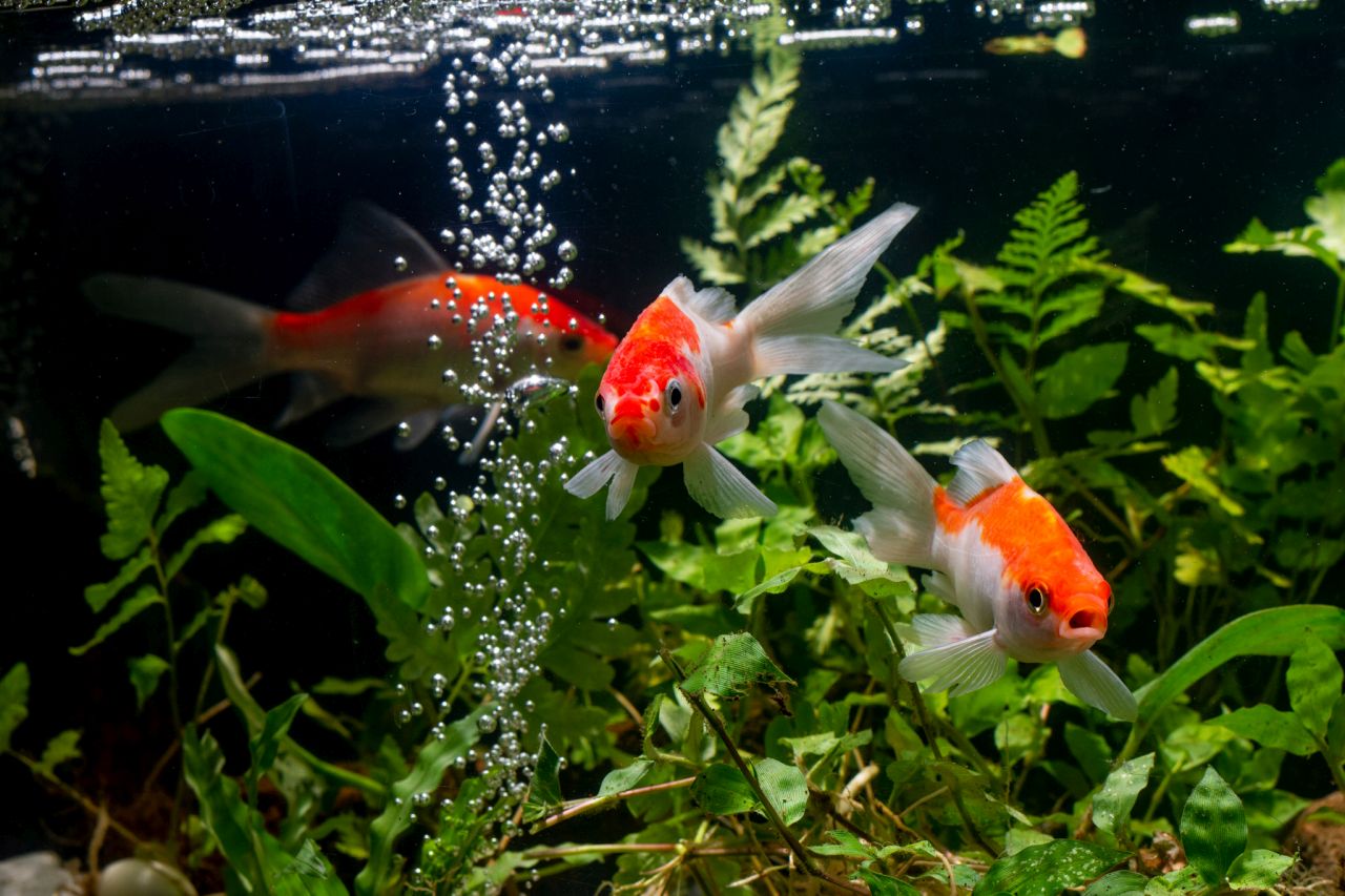 GOLD FISH - Chibi-Aquarium