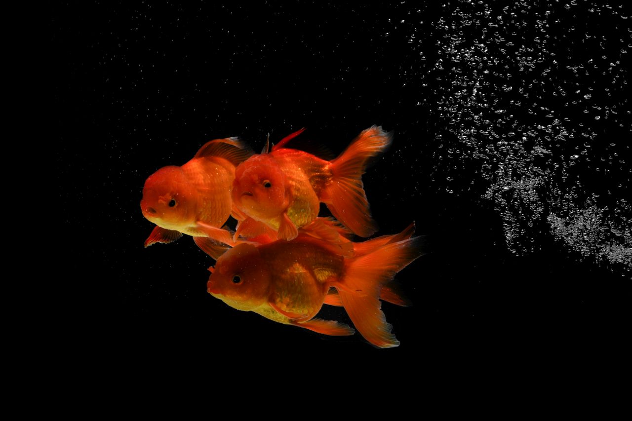 GOLD FISH - Chibi-Aquarium
