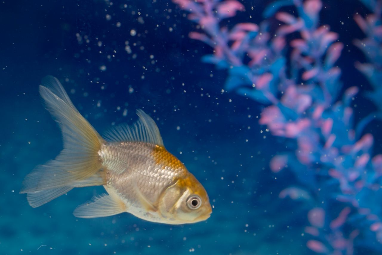 GOLD FISH - Chibi-Aquarium