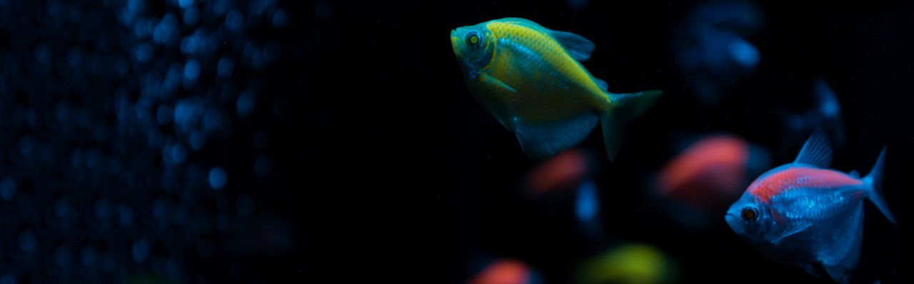 GLOW FISH - Chibi-Aquarium