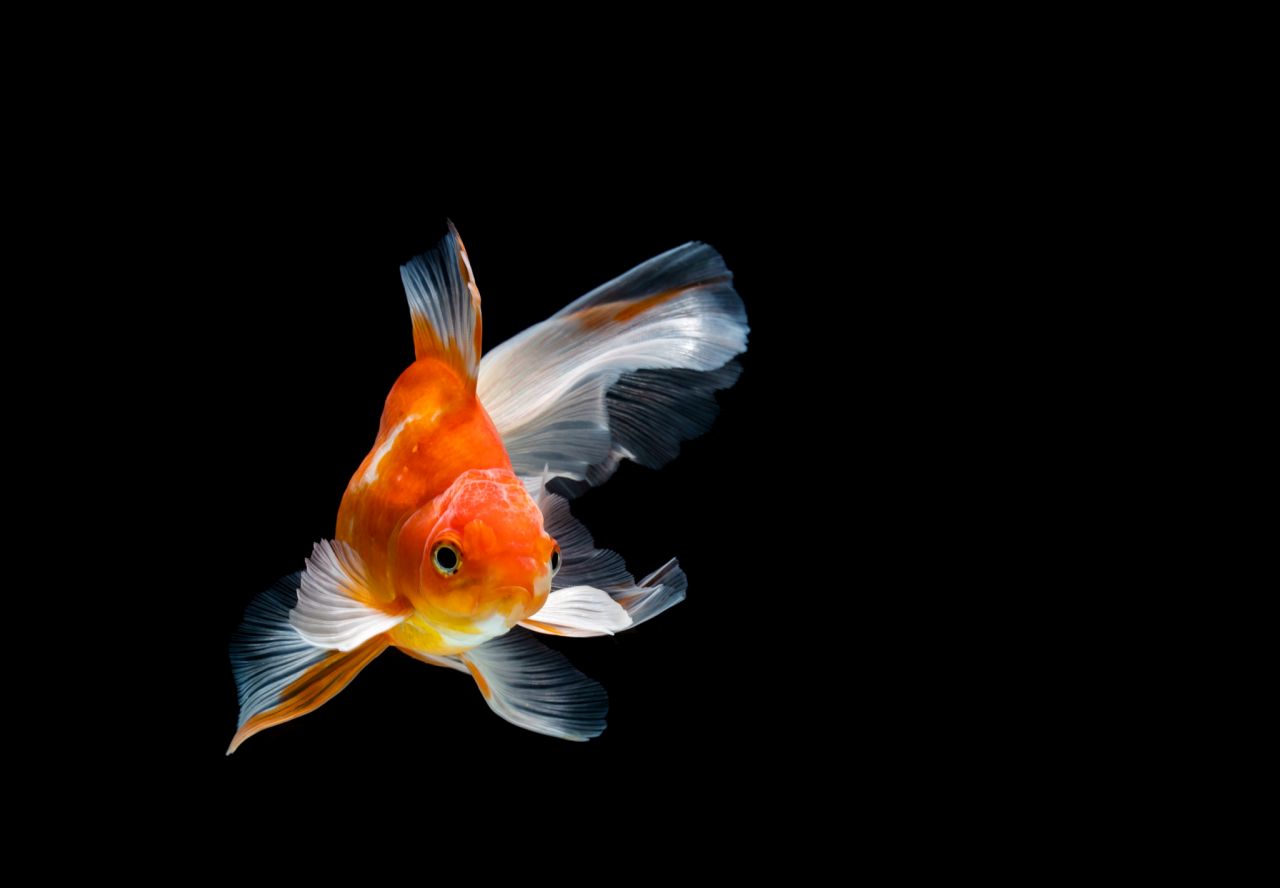 GOLD FISH - Chibi-Aquarium
