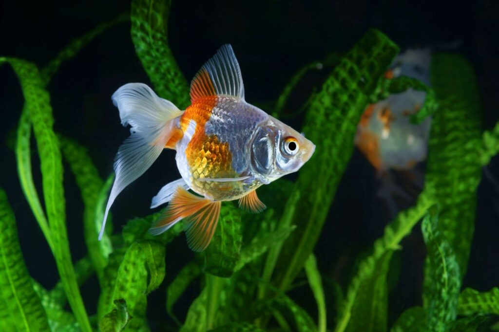 GOLD FISH - Chibi-Aquarium