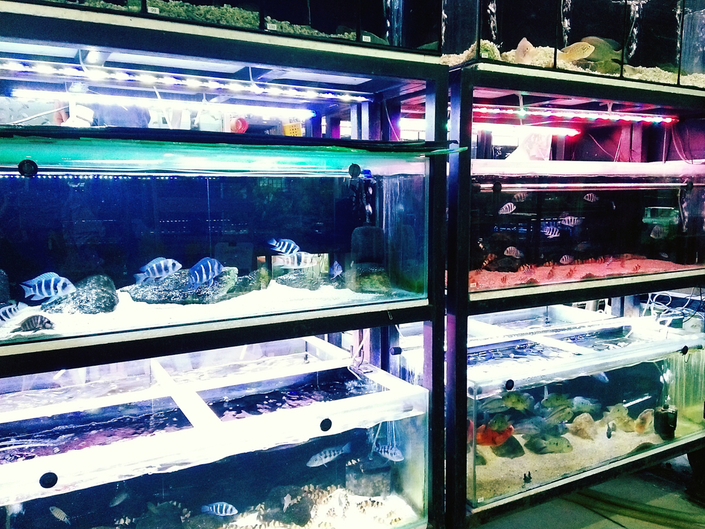 How To Cycle Your Aquarium Before Adding Fish - Chibi-Aquarium