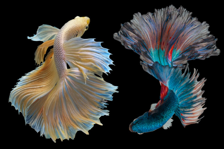 The Different Types Of Betta Fish - Chibi-Aquarium