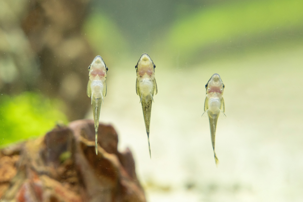 AQUARIUM PLECOS - Chibi-Aquarium