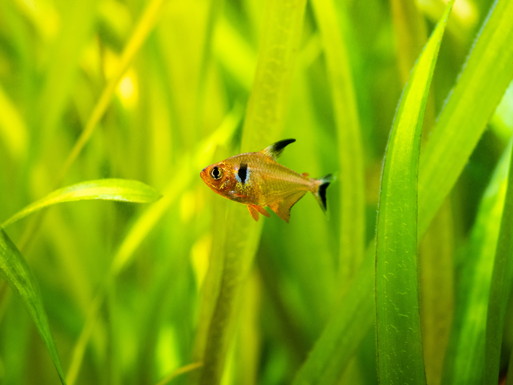 RED PHANTOM TETRA - Chibi-Aquarium