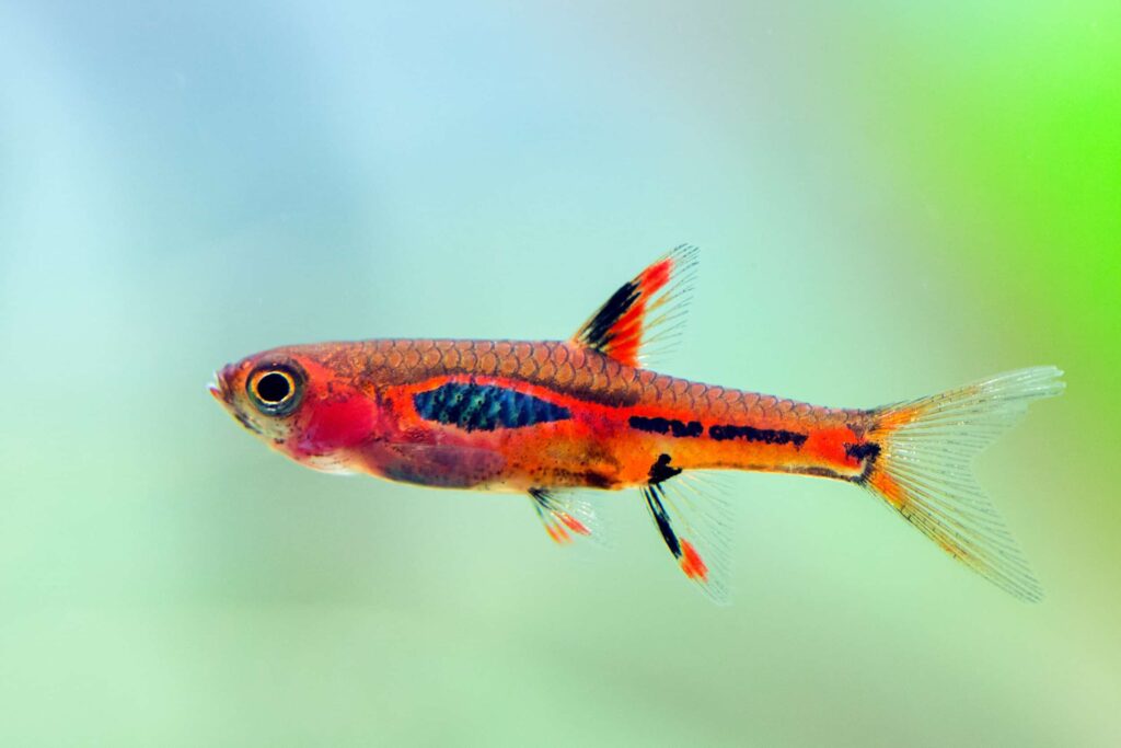 PHOENIX RASBORA - Chibi-Aquarium