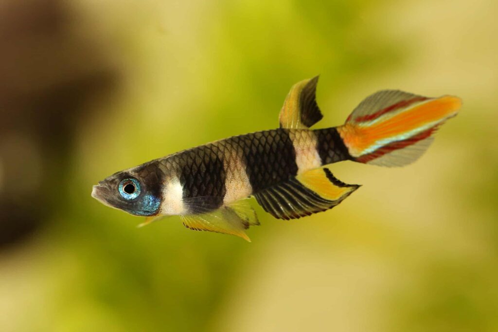 KILLIFISH - Chibi-Aquarium