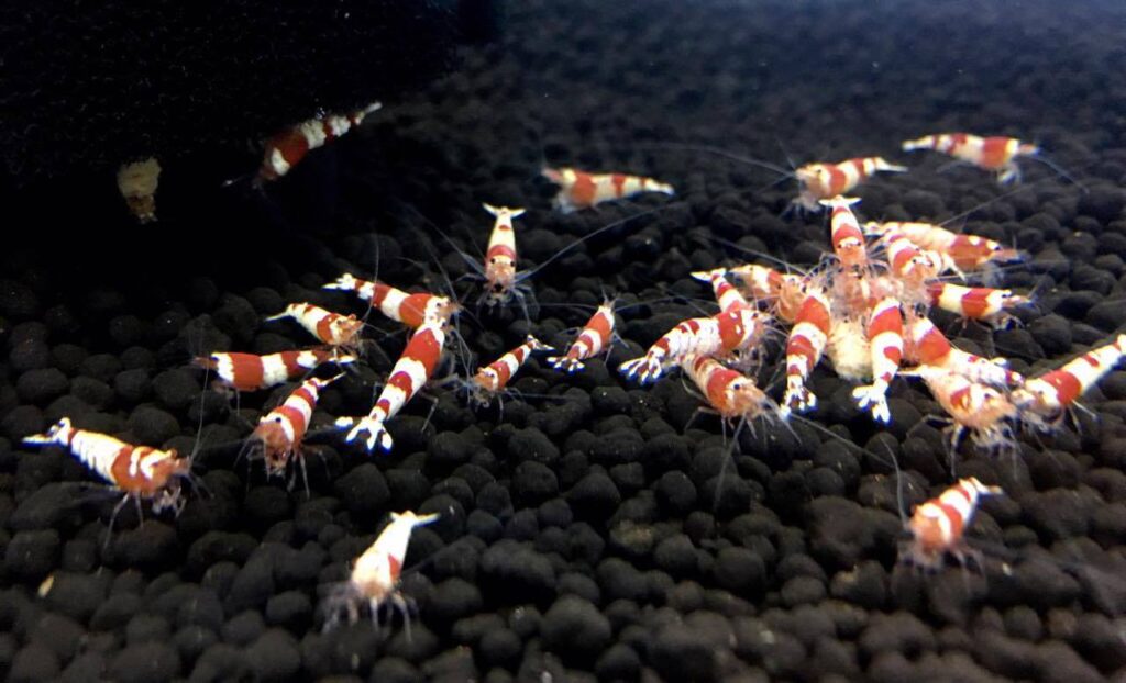 CRYSTAL RED SHRIMP - Chibi-Aquarium
