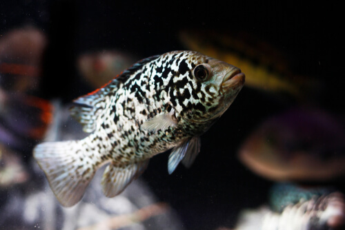 CUBAN CICHLID - Chibi-Aquarium
