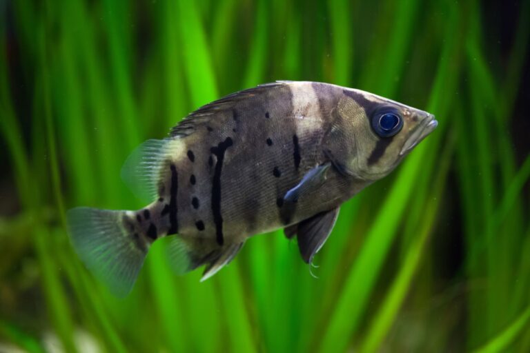 DATNOID - Chibi-Aquarium