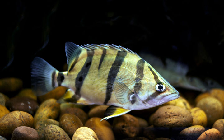 DATNOID - Chibi-Aquarium