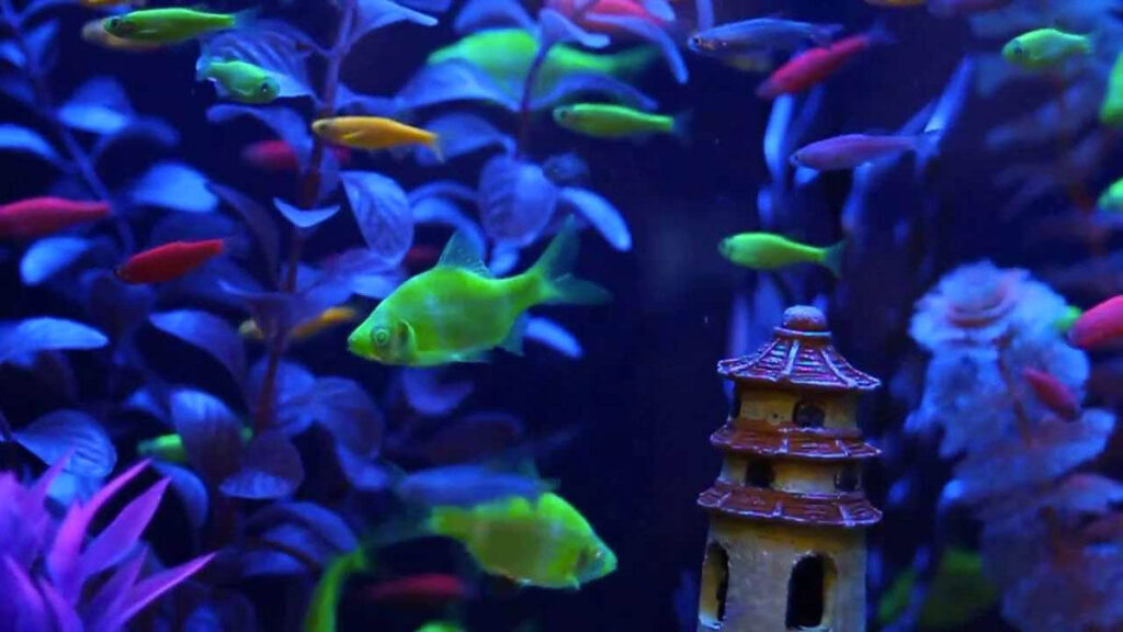 GLOW FISH - Chibi-Aquarium