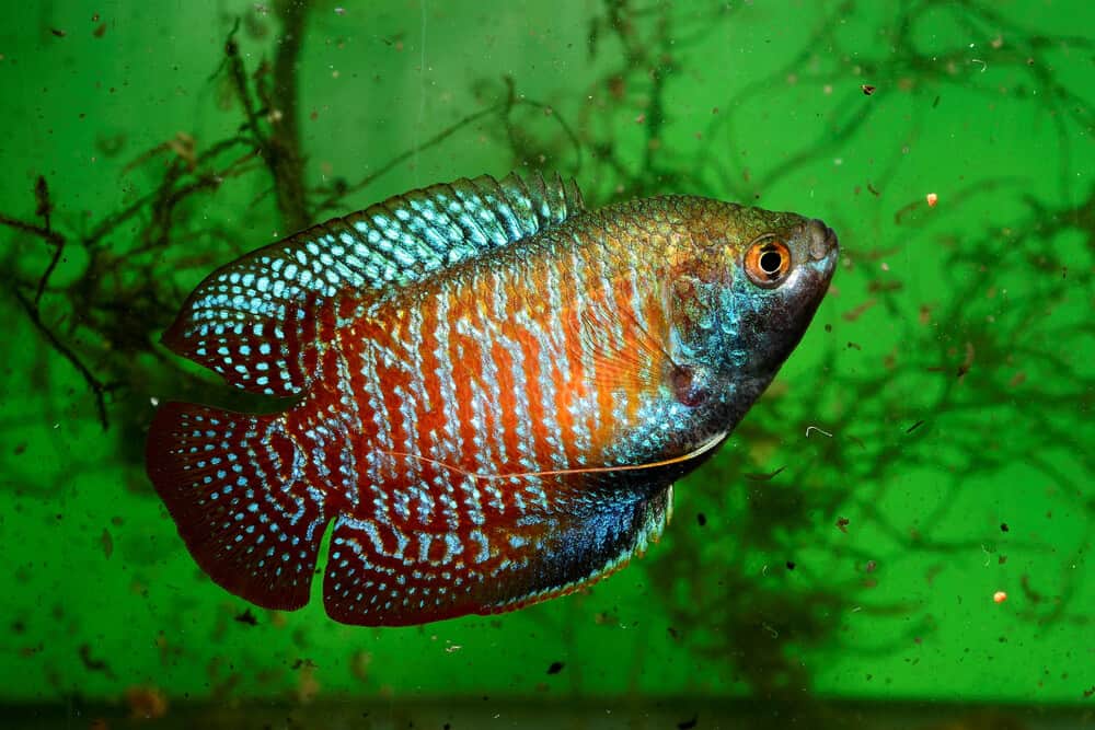 GOURAMIS - Chibi-Aquarium