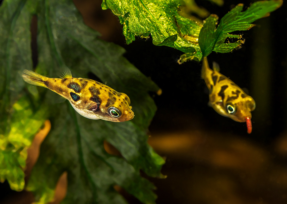 FRESHWATER PUFFER FISH - Chibi-Aquarium