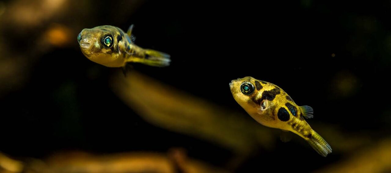 FRESHWATER PUFFER FISH - Chibi-Aquarium