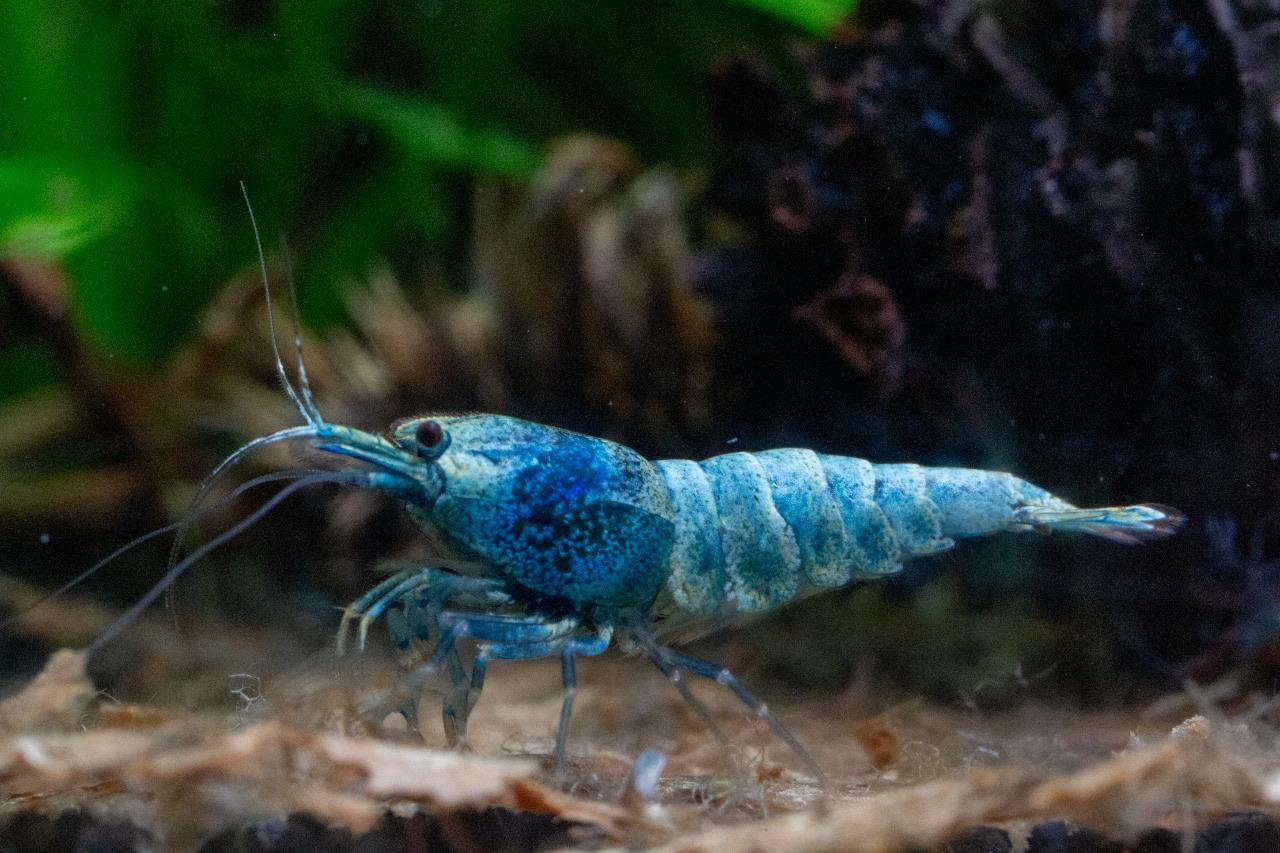 BLUE BOLT SHRIMP - Chibi-Aquarium