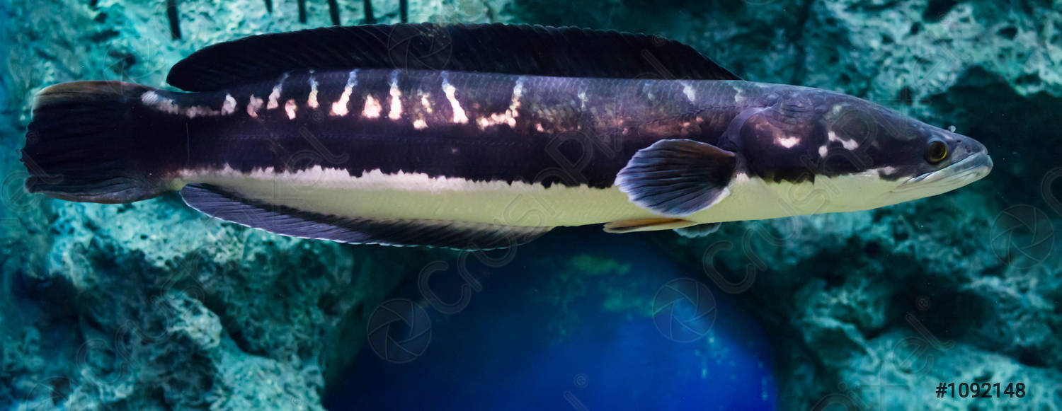 SNAKEHEAD FISH - Chibi-Aquarium