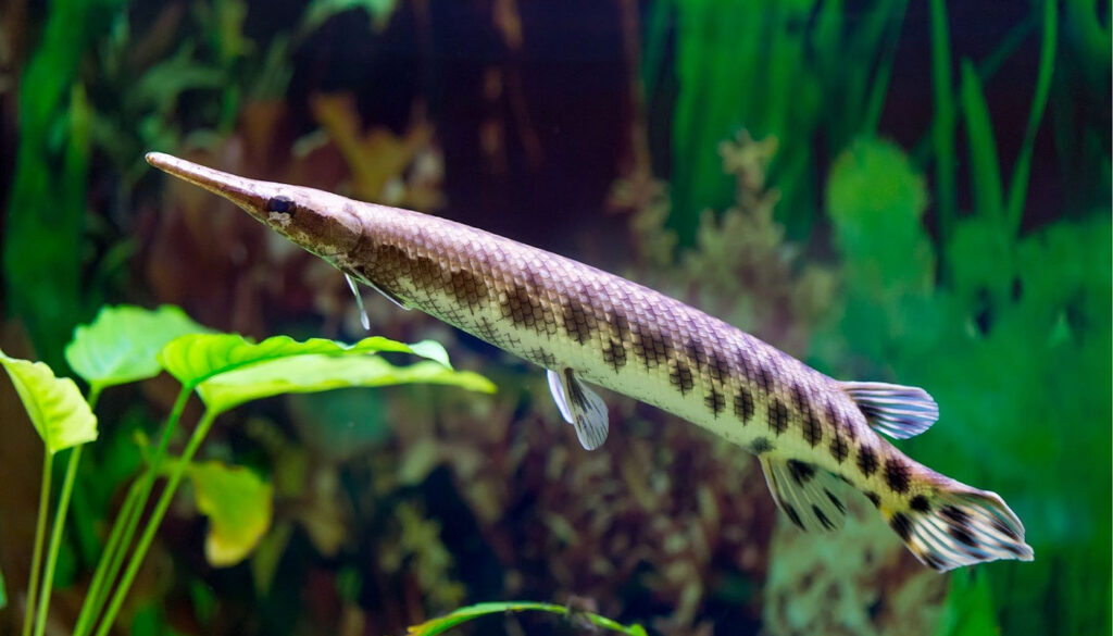 SPOTTED GAR - Chibi-Aquarium