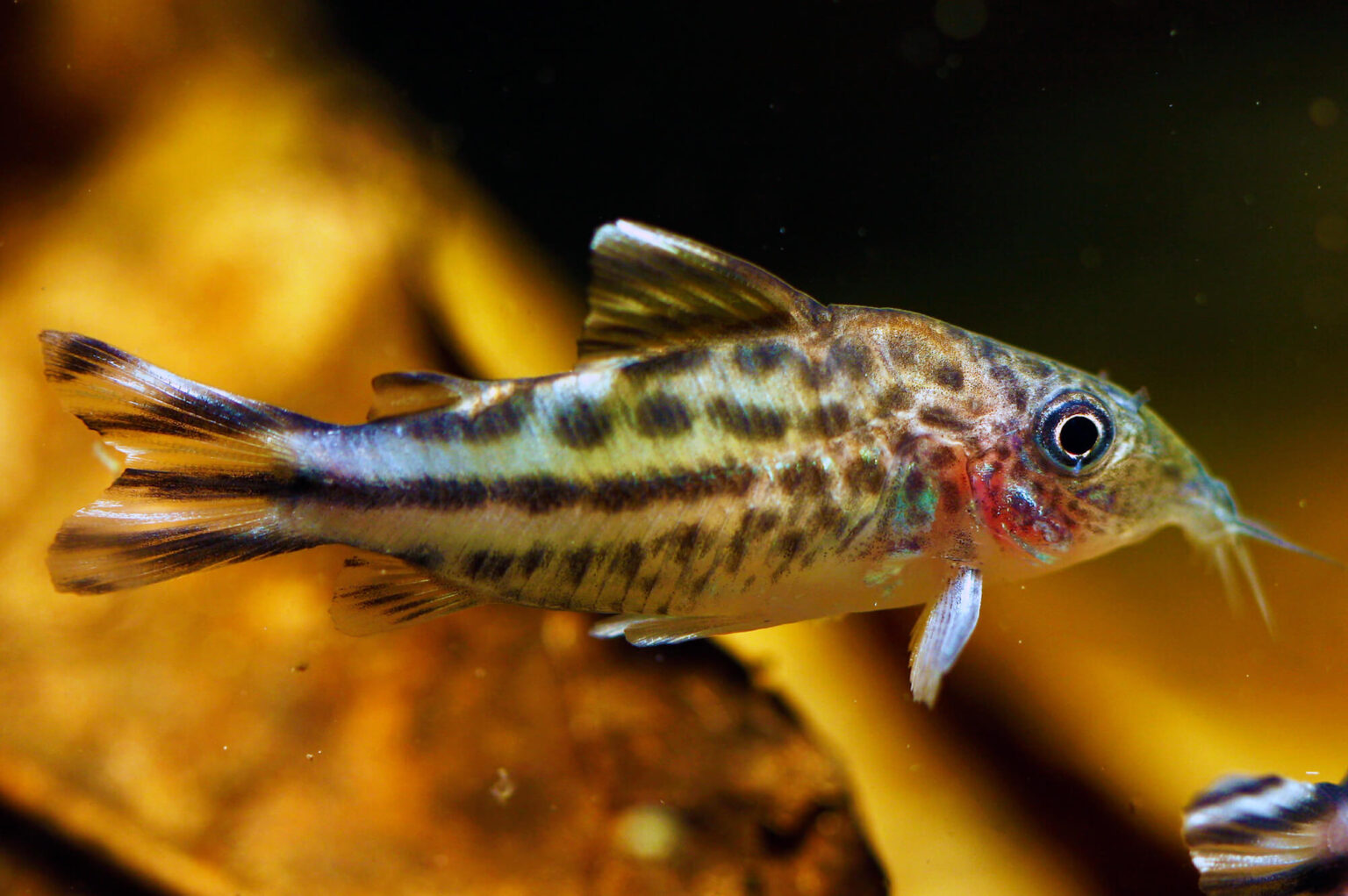 Corydoras Catfish - Chibi-Aquarium