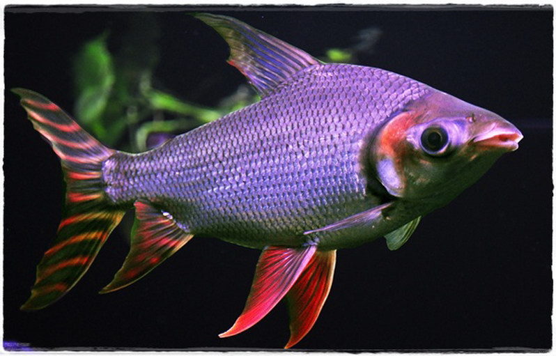 FLAGTAIL - Chibi-Aquarium