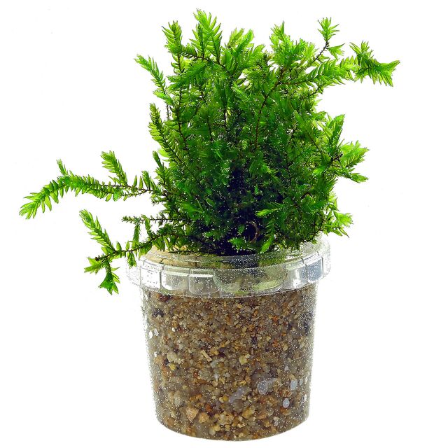 WILLOW MOSS - Chibi-Aquarium