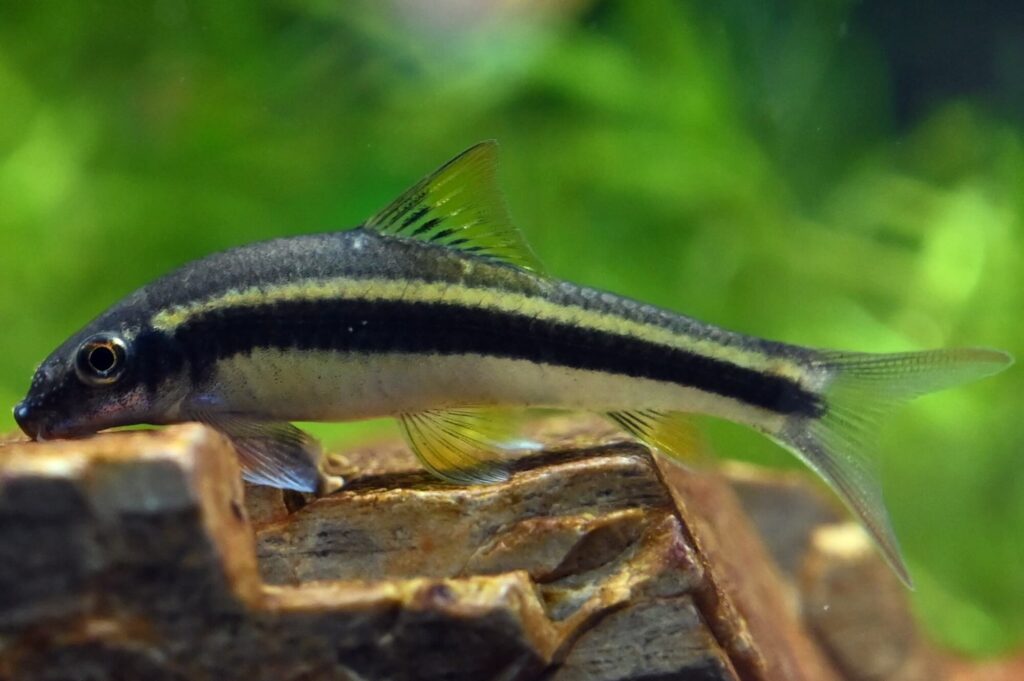 SIAMESE ALGAE EATER - Chibi-Aquarium