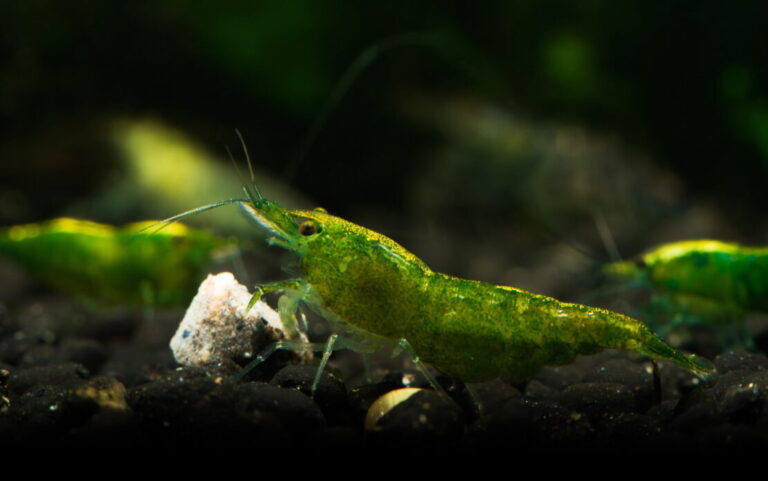 GREEN JADE SHRIMP - Chibi-Aquarium
