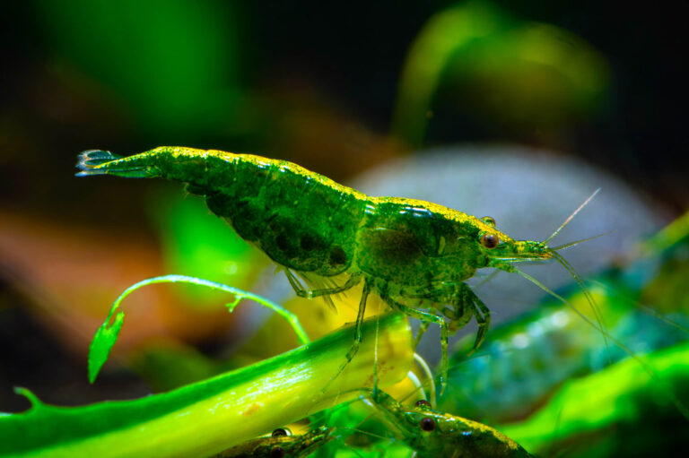 GREEN JADE SHRIMP - Chibi-Aquarium