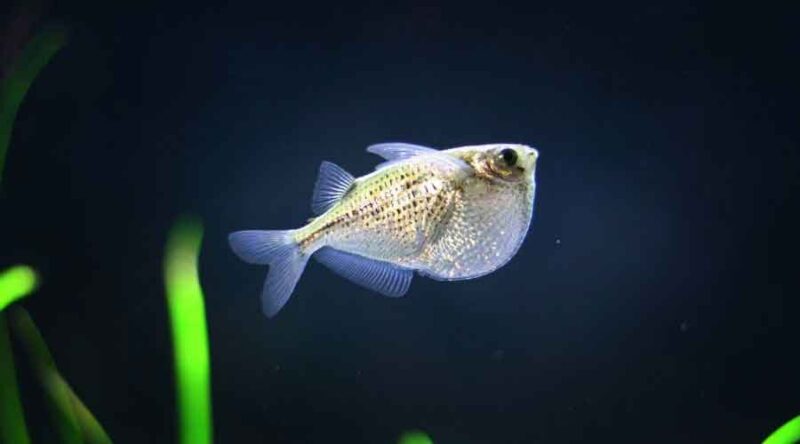 HATCHET FISH - Chibi-Aquarium