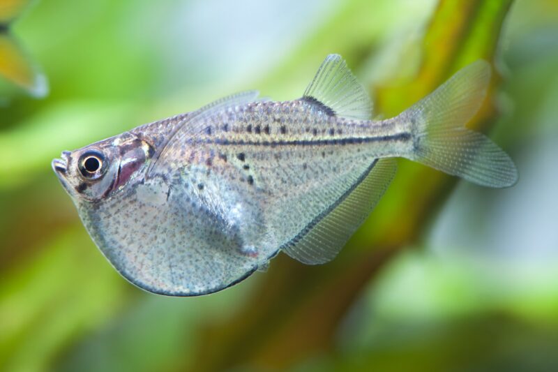 HATCHET FISH - Chibi-Aquarium