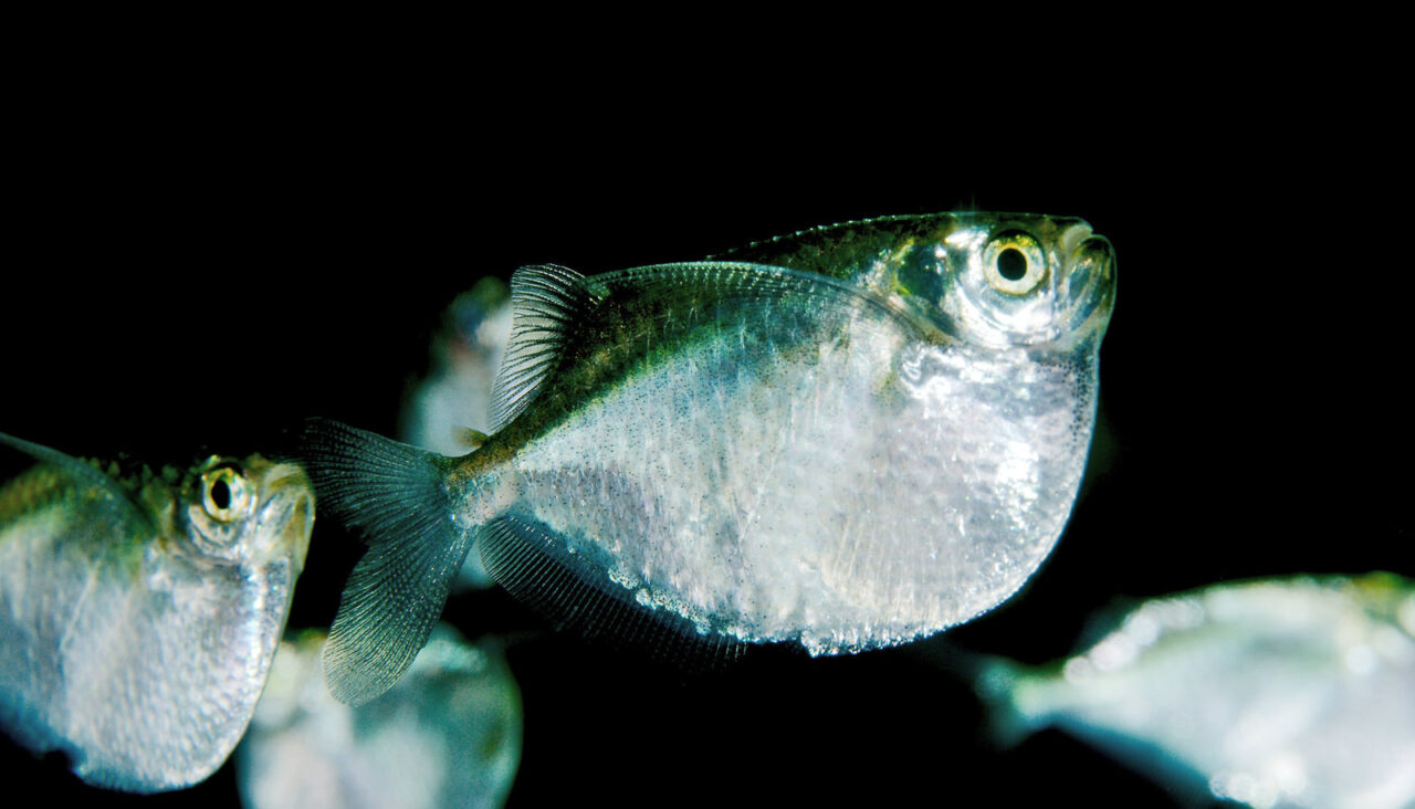 HATCHET FISH - Chibi-Aquarium
