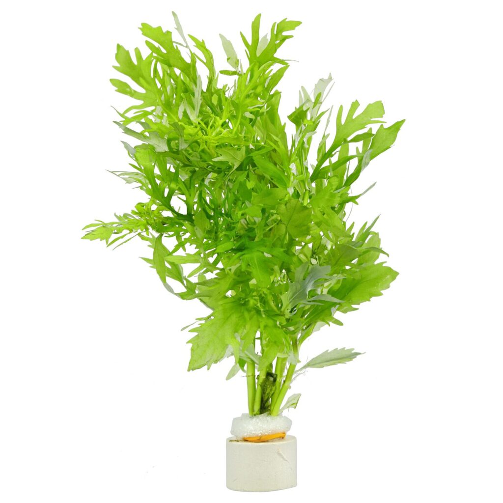 PLANTS - Chibi-Aquarium