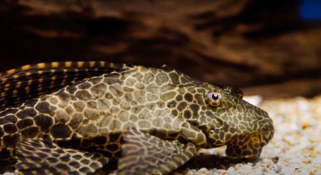 COMMON PLECO - Chibi-Aquarium