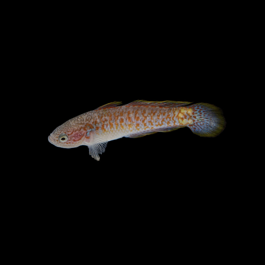 PEACOCK GUDGEON - Chibi-Aquarium