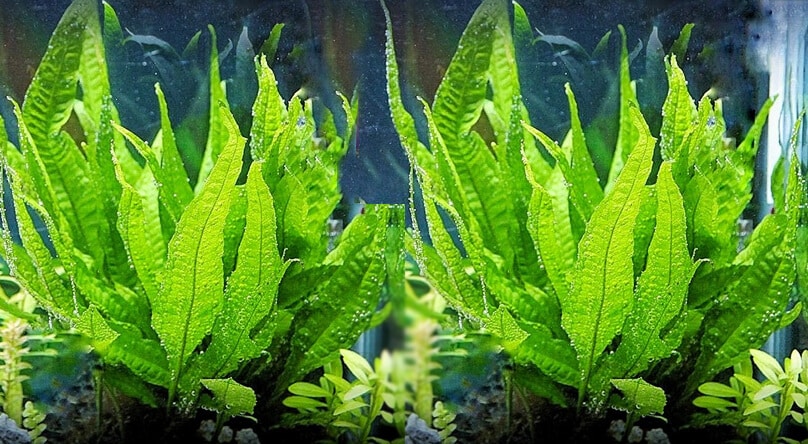 JAVA FERN - Chibi-Aquarium