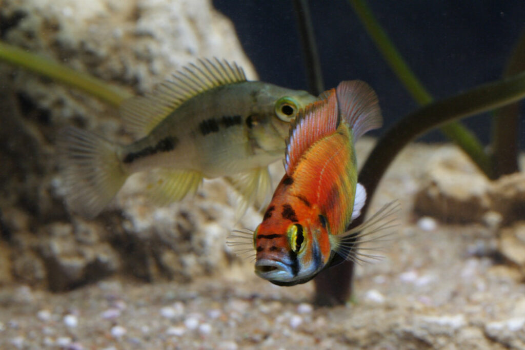 KYOGA FLAMEBACK - Chibi-Aquarium