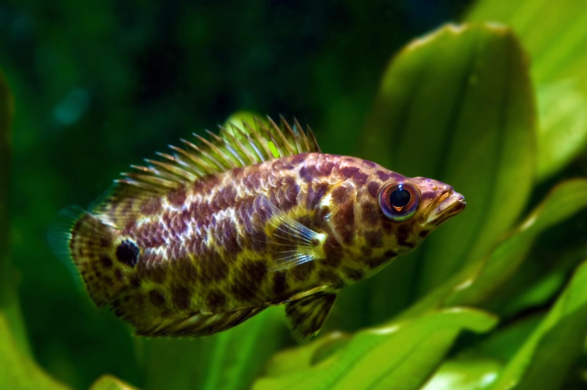 LEOPARD BUSH FISH - Chibi-Aquarium
