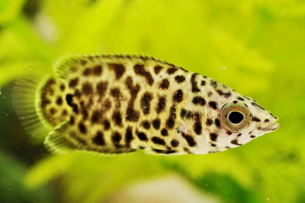 LEOPARD BUSH FISH - Chibi-Aquarium