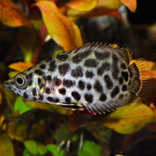 LEOPARD BUSH FISH - Chibi-Aquarium