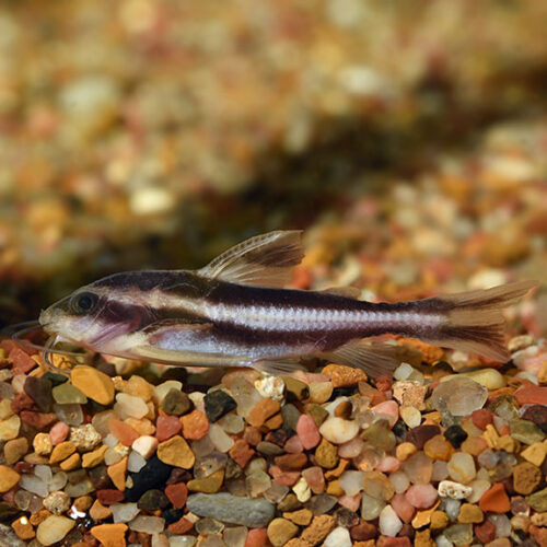STRIPED RAPHAEL CATFISH - Chibi-Aquarium
