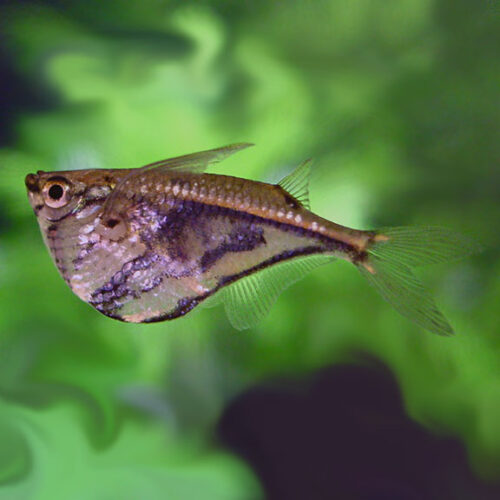 HATCHET FISH - Chibi-Aquarium