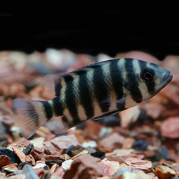 BUTTERIKOFERI CICHLID - Chibi-Aquarium