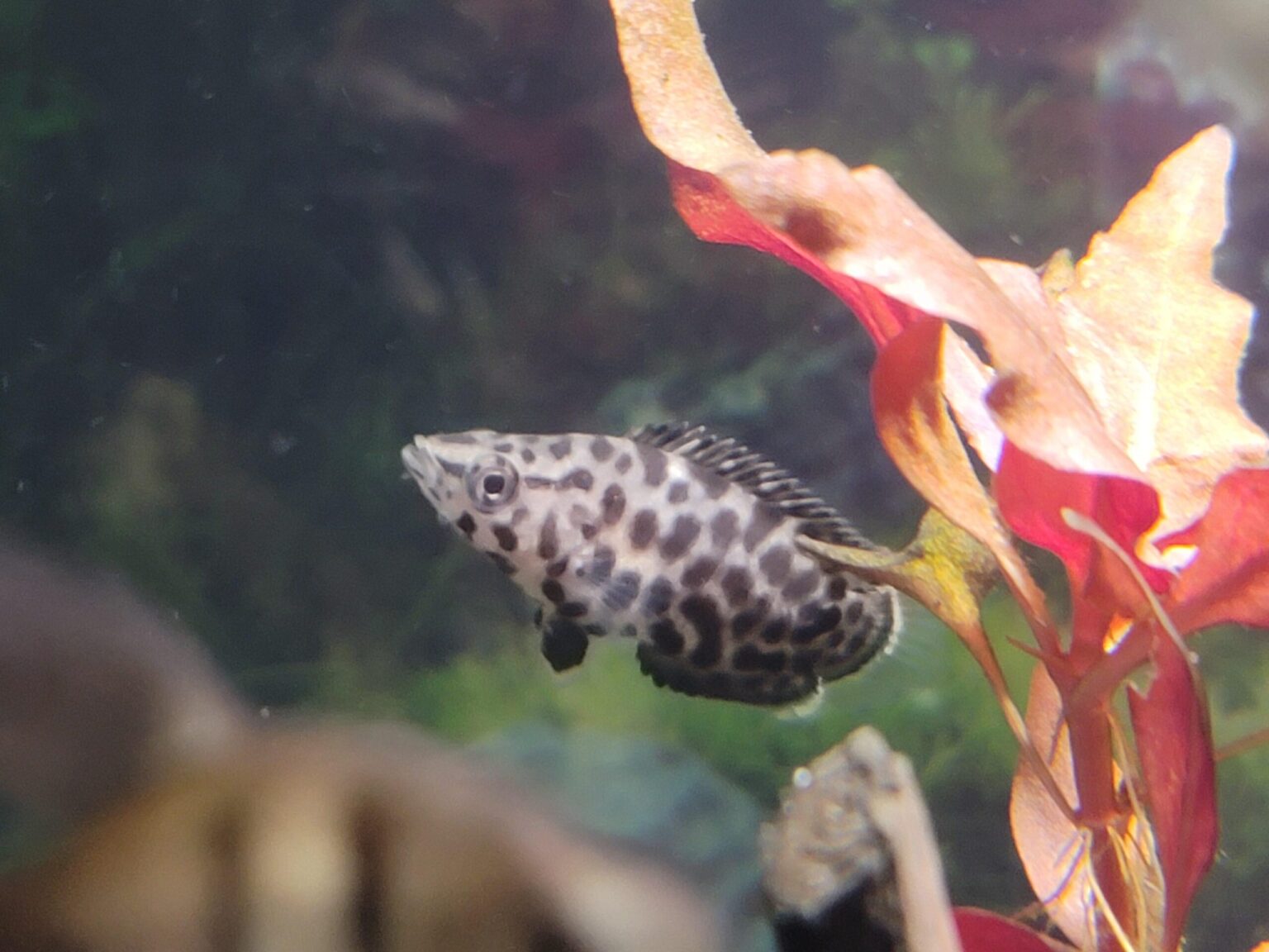 LEOPARD BUSH FISH - Chibi-Aquarium