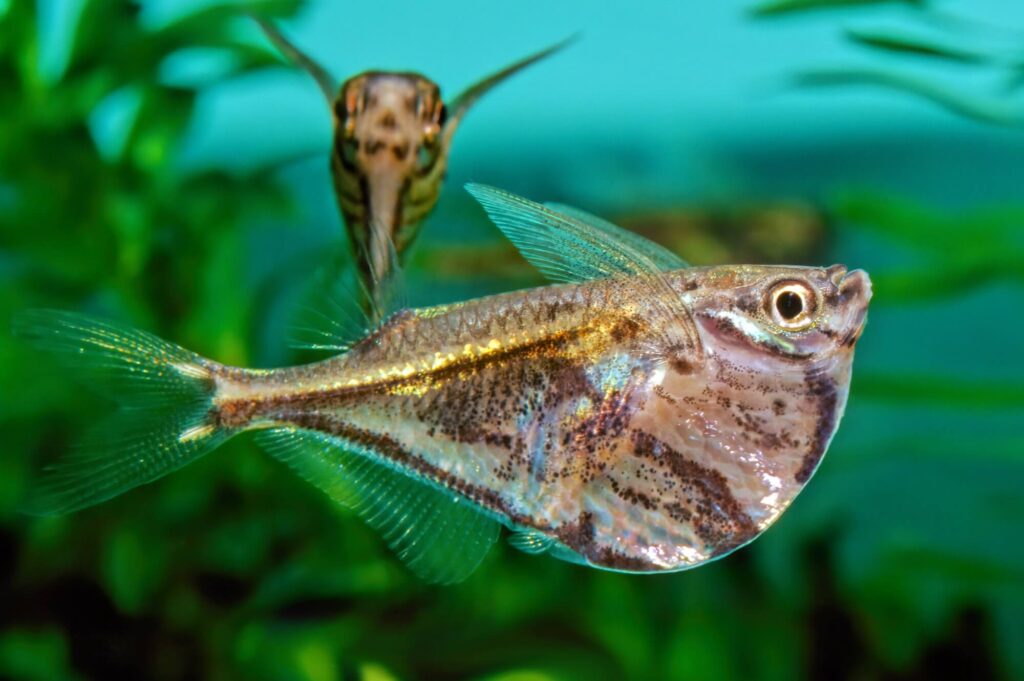 HATCHET FISH - Chibi-Aquarium