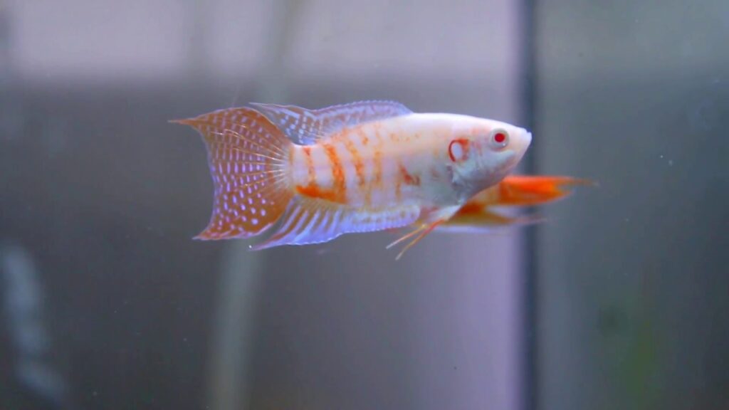 PARADISE FISH - Chibi-Aquarium