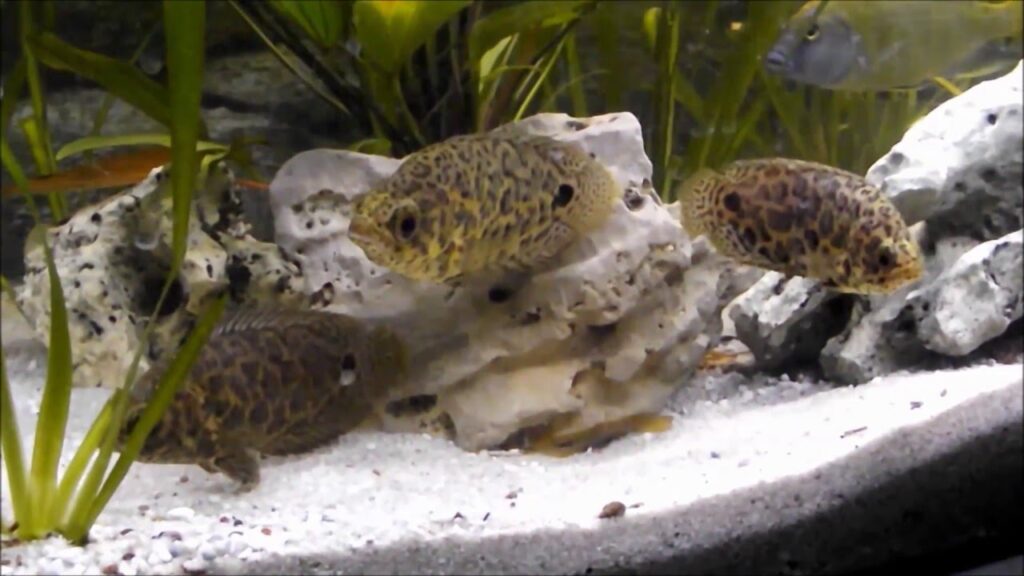 LEOPARD BUSH FISH - Chibi-Aquarium