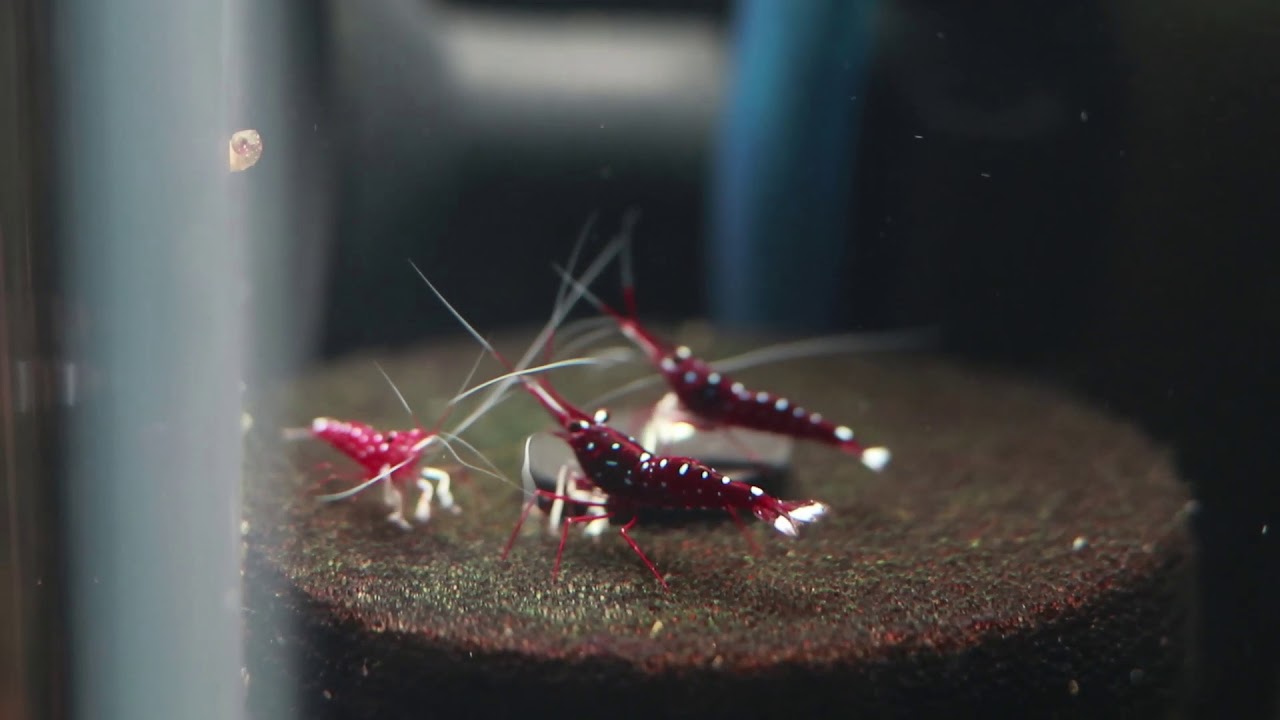 CARDINAL SHRIMP - Chibi-Aquarium