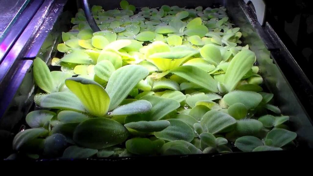 WATER LETTUCE - Chibi-Aquarium